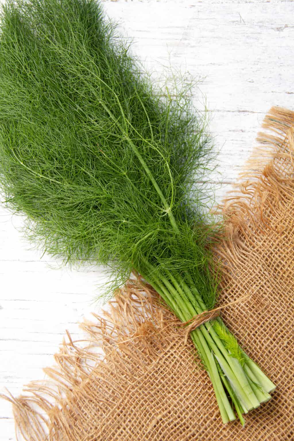 21 Best Dill Substitute Options That Work In A Pinch - Oh So Foodie