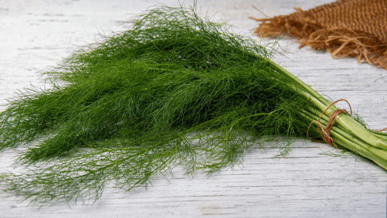 21 Best Dill Substitute Options That Work In A Pinch - Oh So Foodie